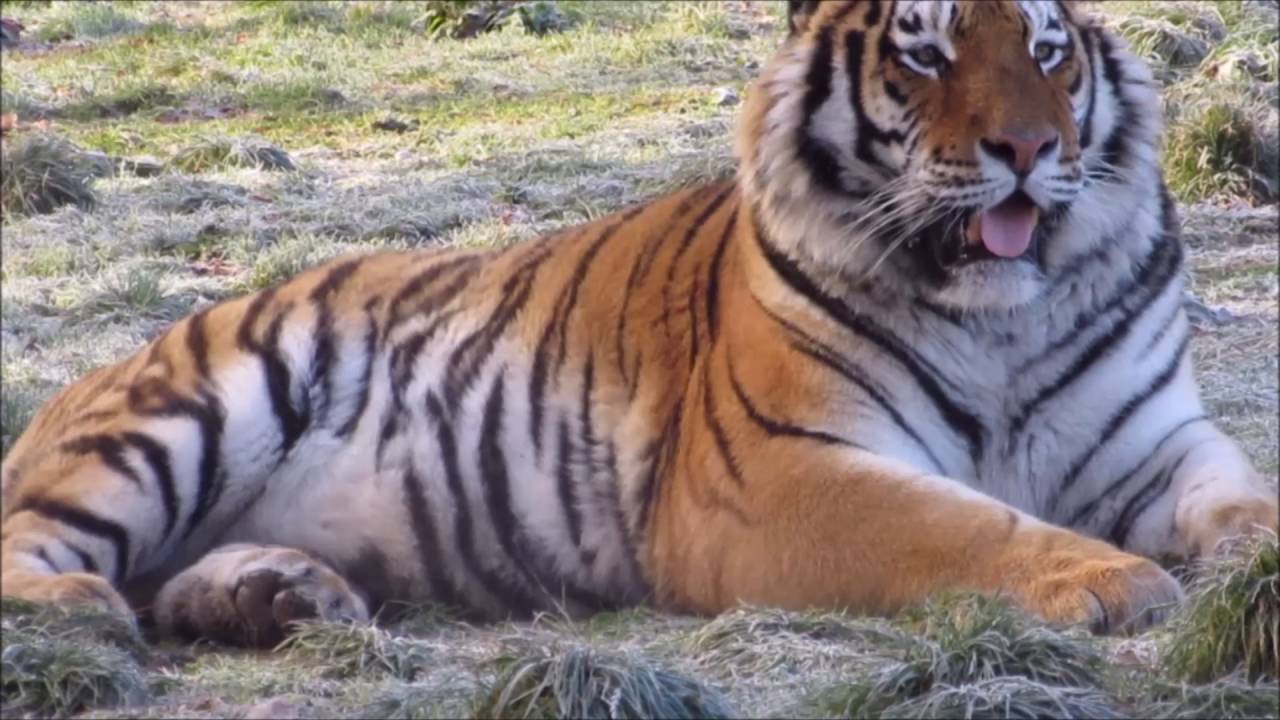 Rocky náš tygr ussurijský - YouTube