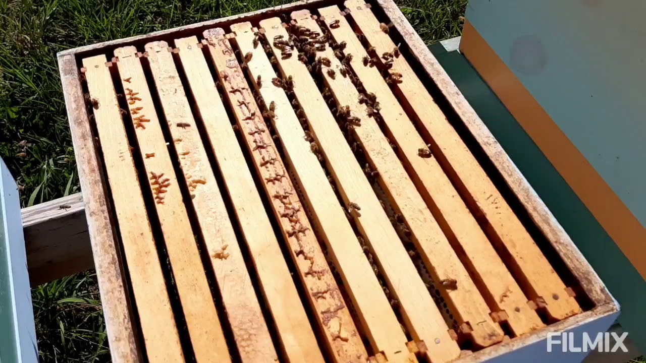 Lake Log Update (Hollow Hickory Bee Log) - YouTube