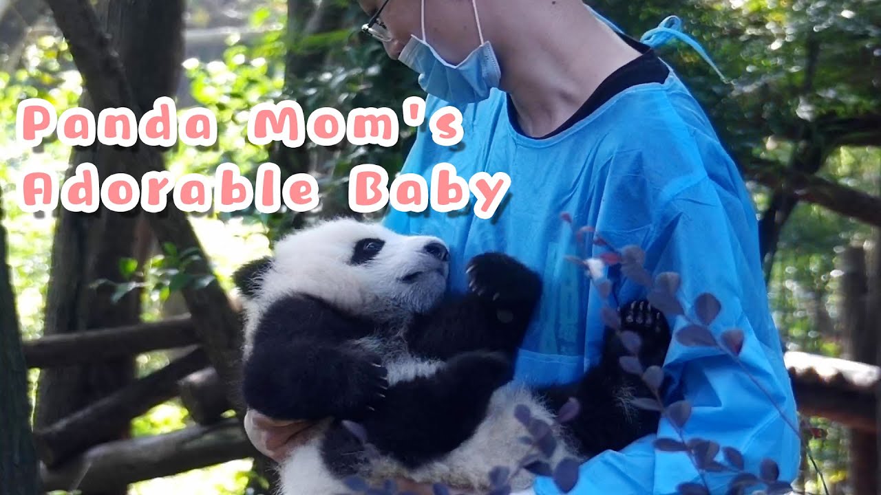 I’m Holding The Most Adorable Baby Panda | iPanda - YouTube