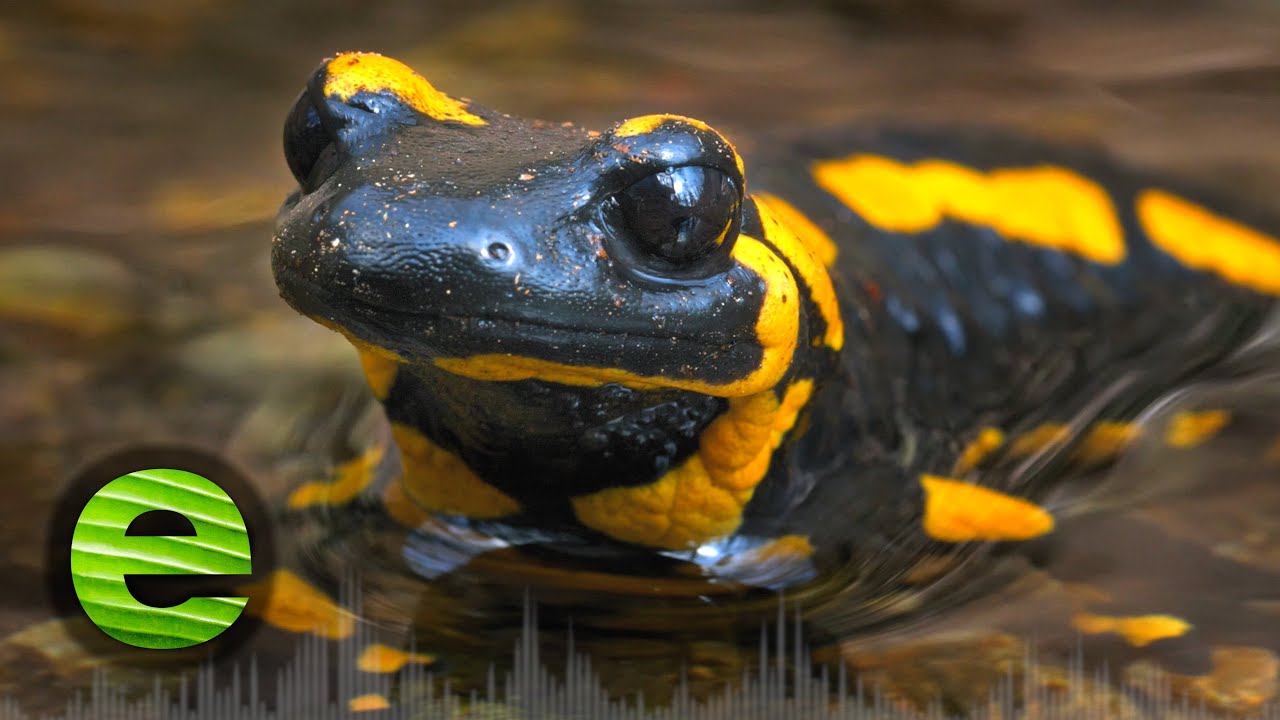 Happy Salamanders on the Move | Quirky Nature Film 4K - YouTube