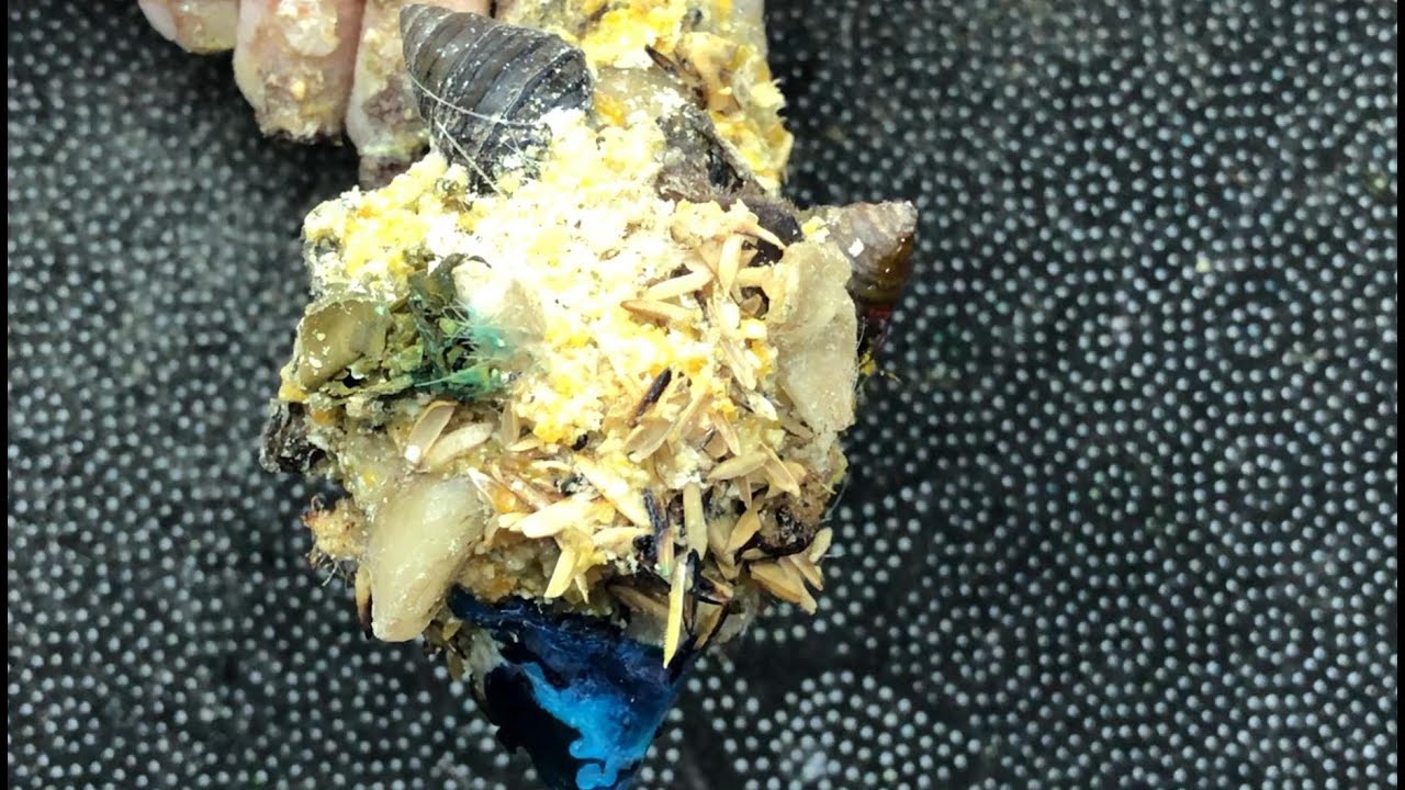 𝐂𝐔𝐓 𝐈𝐧𝐠𝐫𝐨𝐰𝐧 𝐓𝐨𝐞𝐧𝐚𝐢𝐥𝐬, 𝐓𝐨𝐞𝐧𝐚𝐢𝐥𝐬 𝐰𝐢𝐭𝐡 𝐌𝐚𝐠𝐠𝐨𝐭𝐬, 𝐅𝐮𝐧𝐠𝐚𝐥 𝐓𝐨𝐞𝐧𝐚𝐢𝐥𝐬 ...