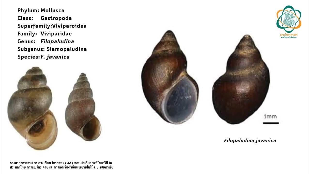 PHYLUM MOLLUSCA CLASS GASTROPODA FAMILY THIARIDAE - YouTube