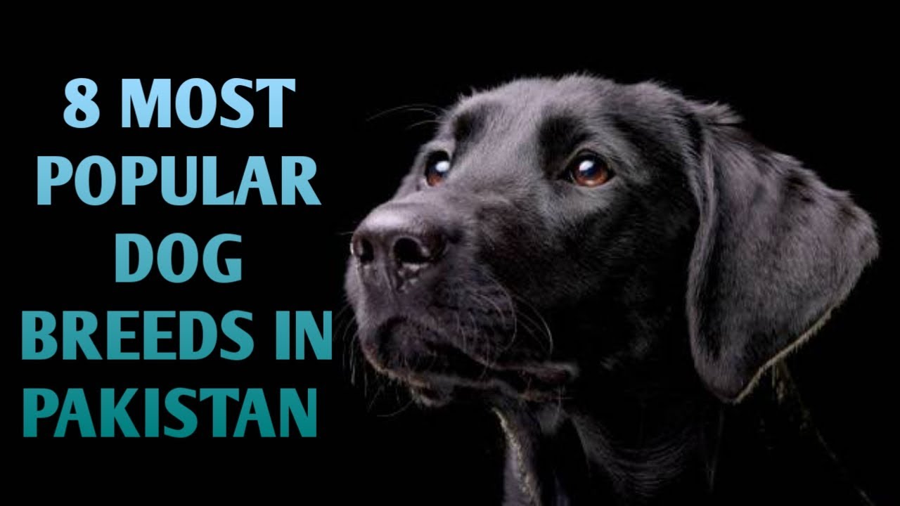 8 Most Popular Dog Breeds In Pakistan | Tame And Wild - YouTube