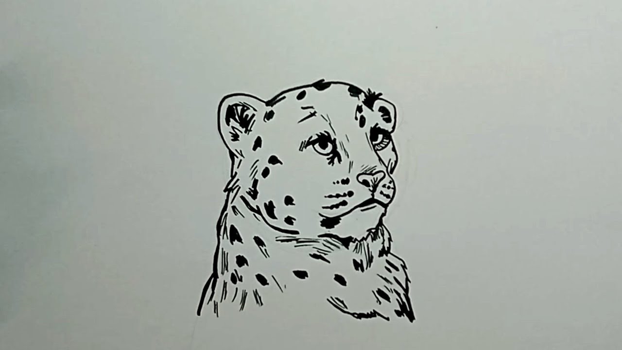 How to Draw Baby Snow Leopard - YouTube