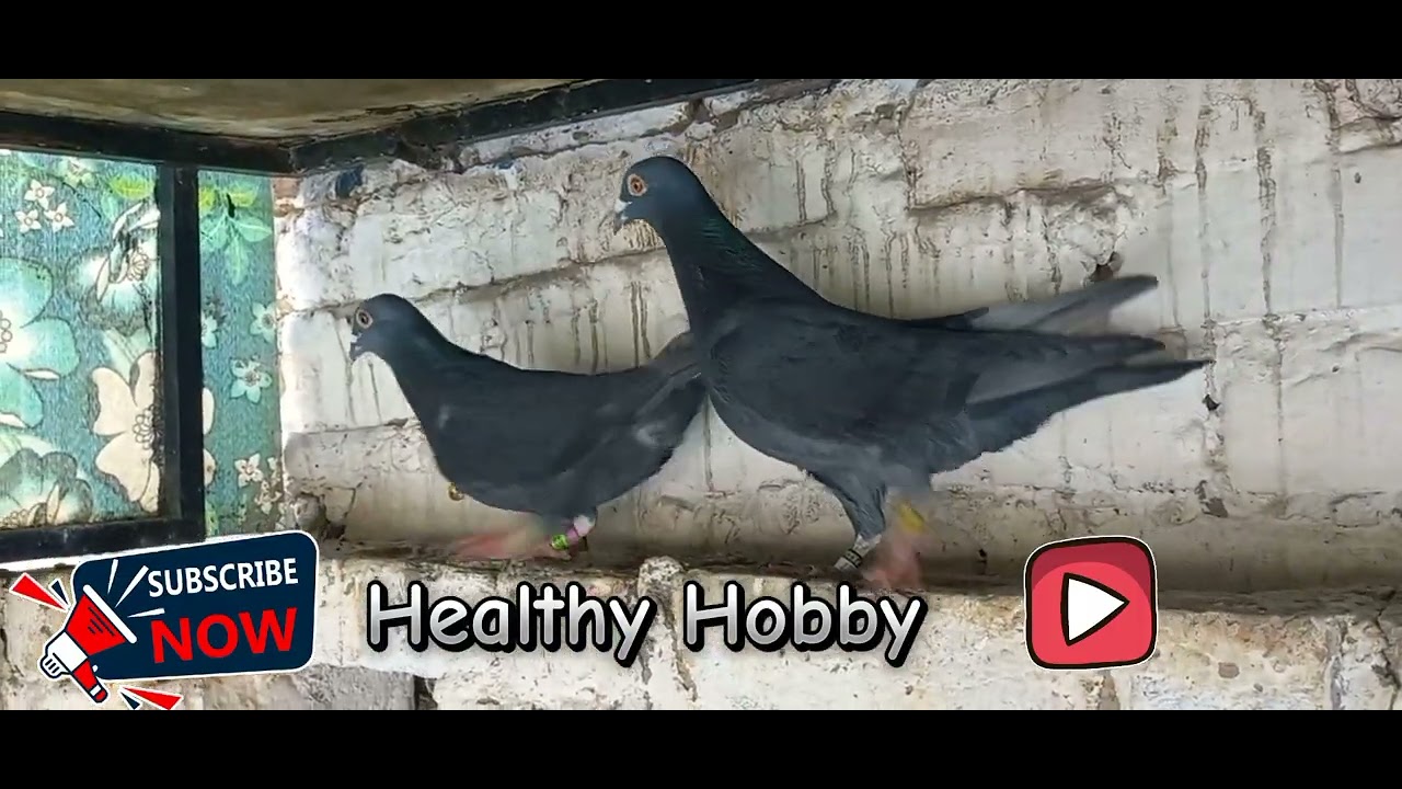 Black Racing Pigeons - YouTube