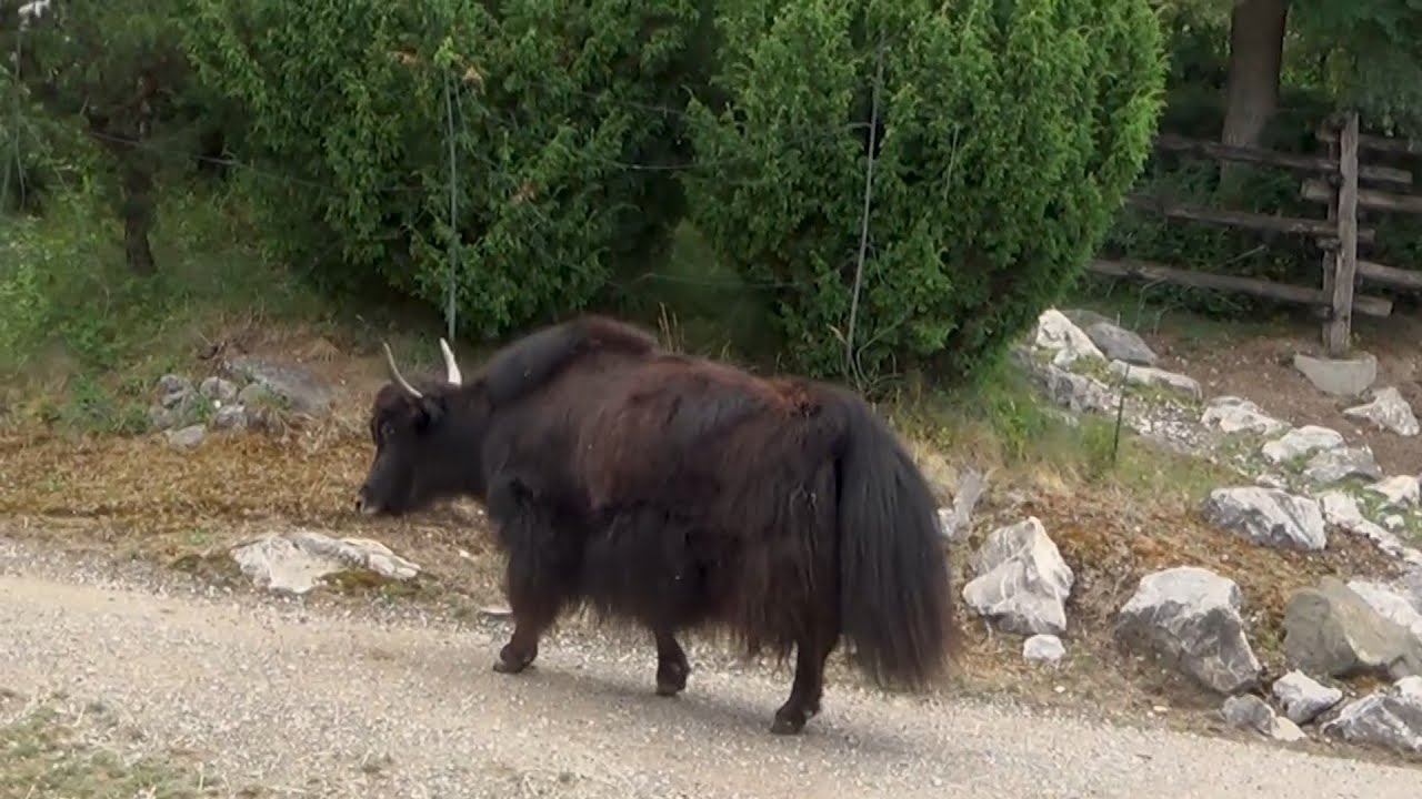 IAQUE, YAK (BOS GRUNNIENS, POEPHAGUS GRUNNIENS) TARTARY OX, GRUNTING ...