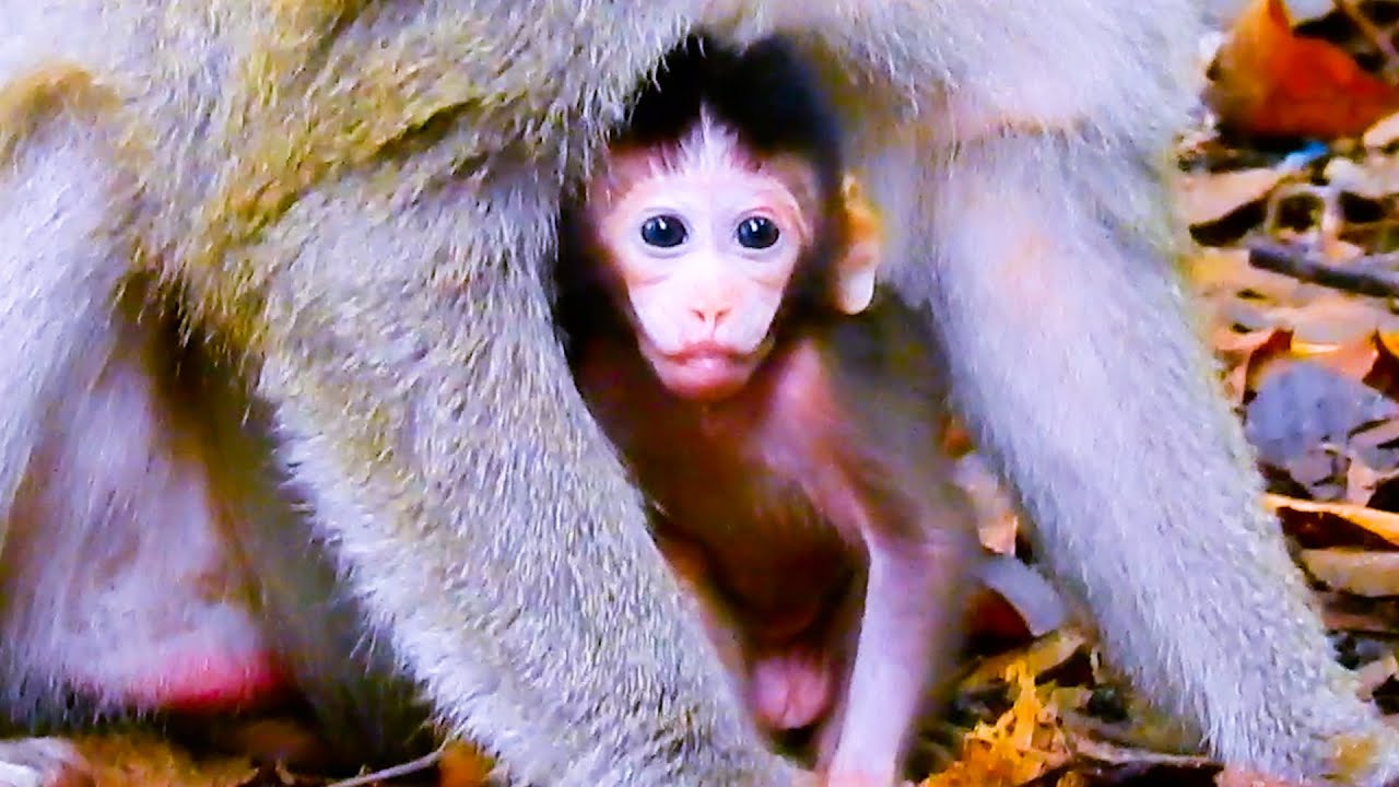 Look face Bb Tilly so cute - YouTube