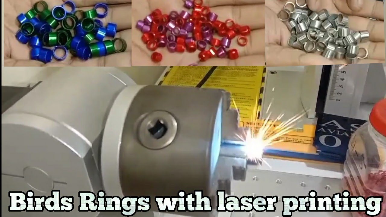 Birds Rings with laser printing| zunair birds - YouTube