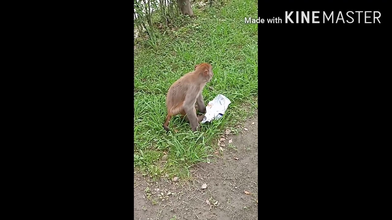 Monkey eat chips. - YouTube