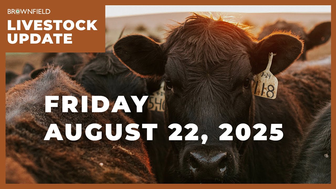 Placements drop 6% in Cattle on Feed report | Weekly Livestock Market ...