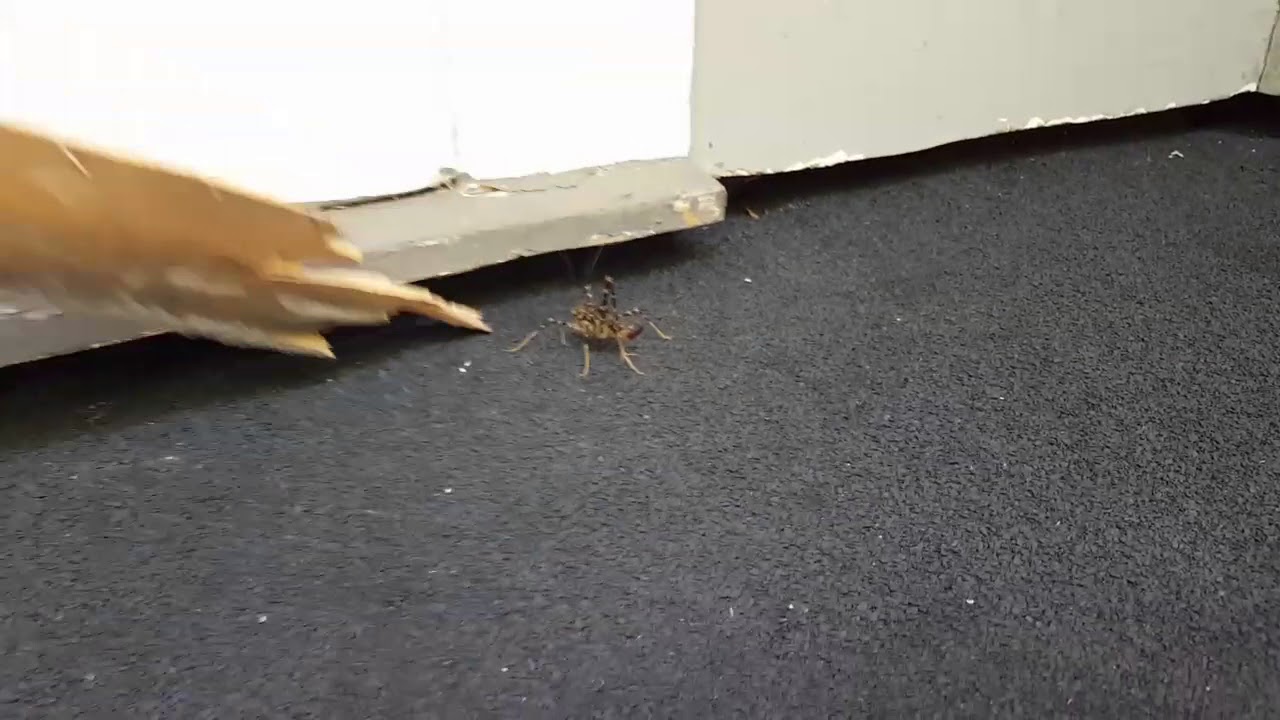 Cave cricket/Camel cricket New day pest control! 201-972-5592 http ...