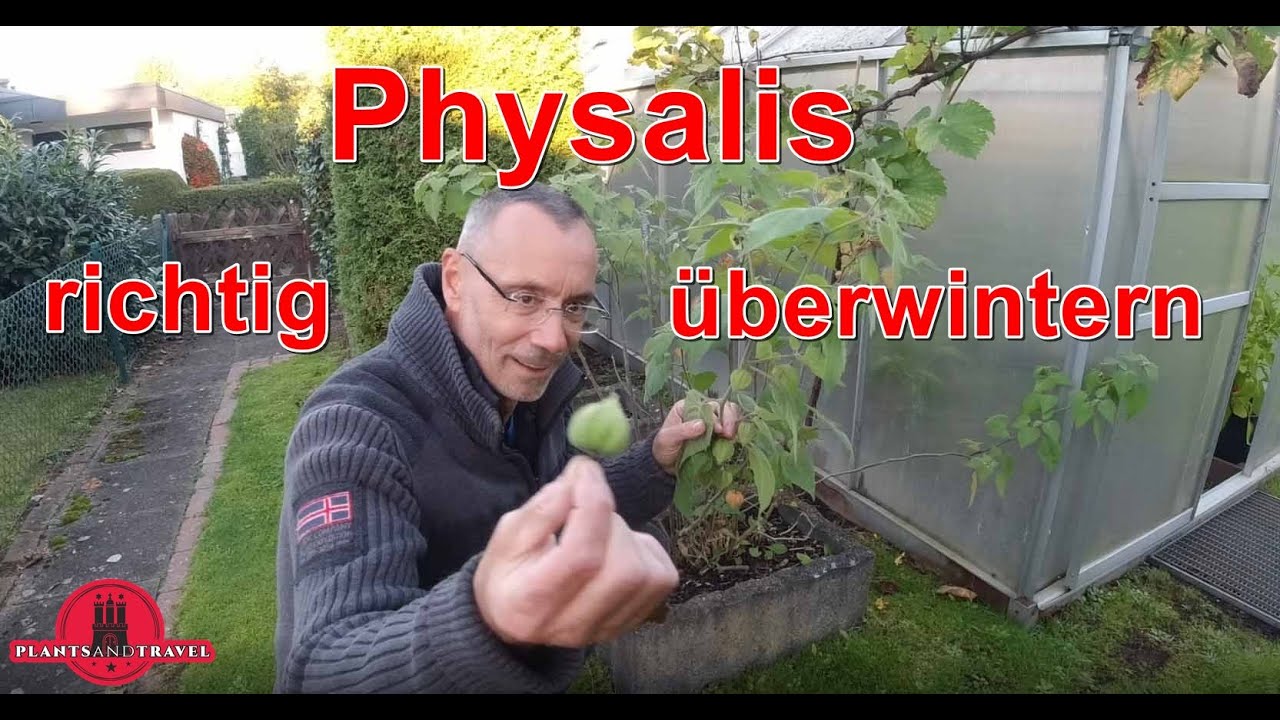 So einfach überwintert man Physalis oder Andenbeere richtig. - YouTube