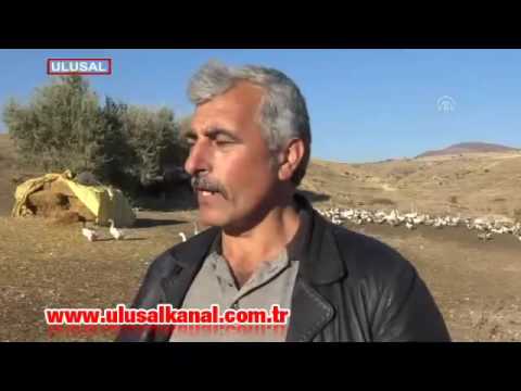 Tekerleme gerçek oldu