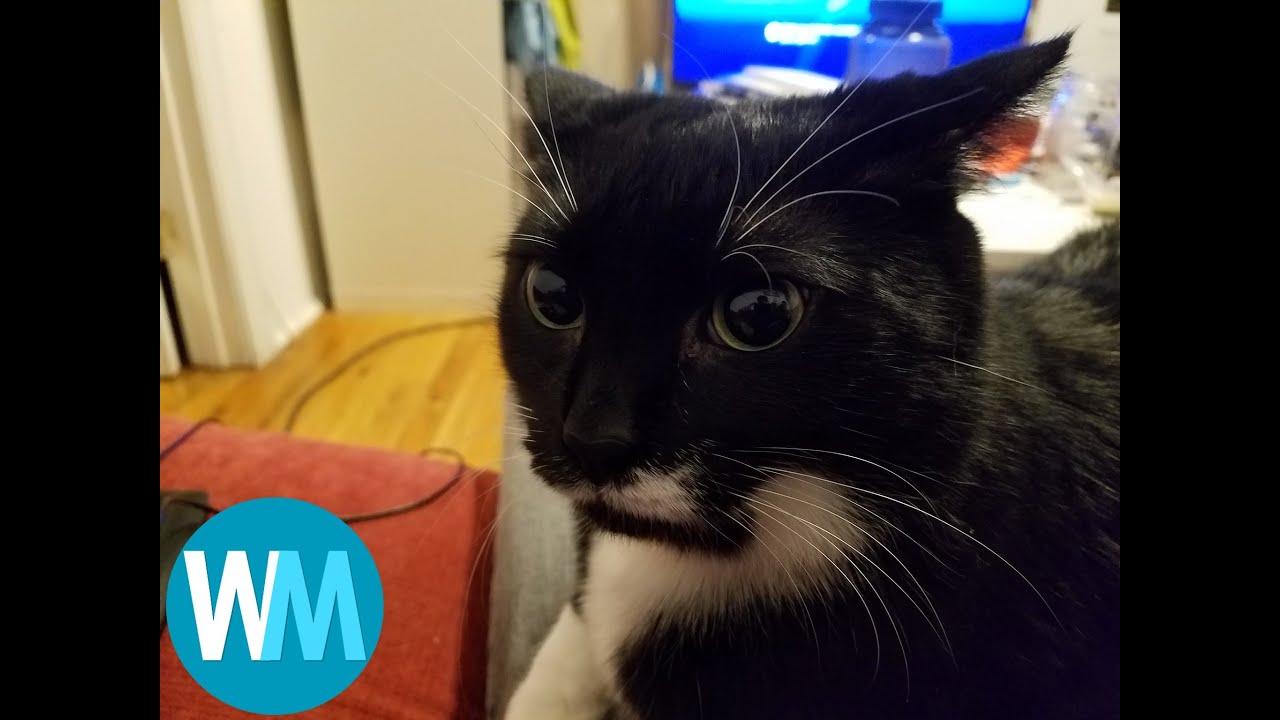 Top 5 Dingus - YouTube