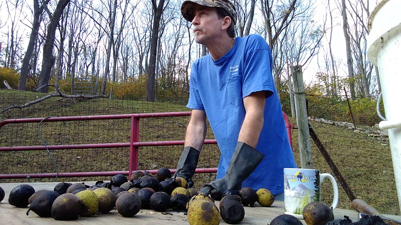 Making Black Walnut Trap Dye - YouTube
