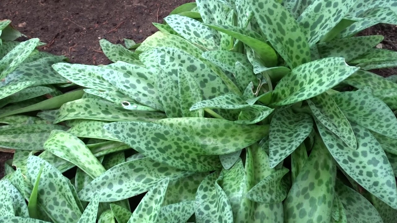 Drimiopsis botryoides - YouTube