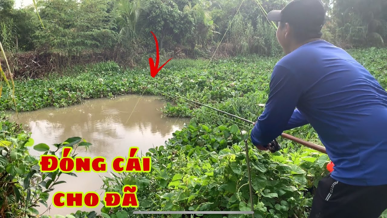 Câu Cá Tra - Cá Ăn Liên Tục Giật Vậy Thì Câu Vài Không Chán | Fishing ...