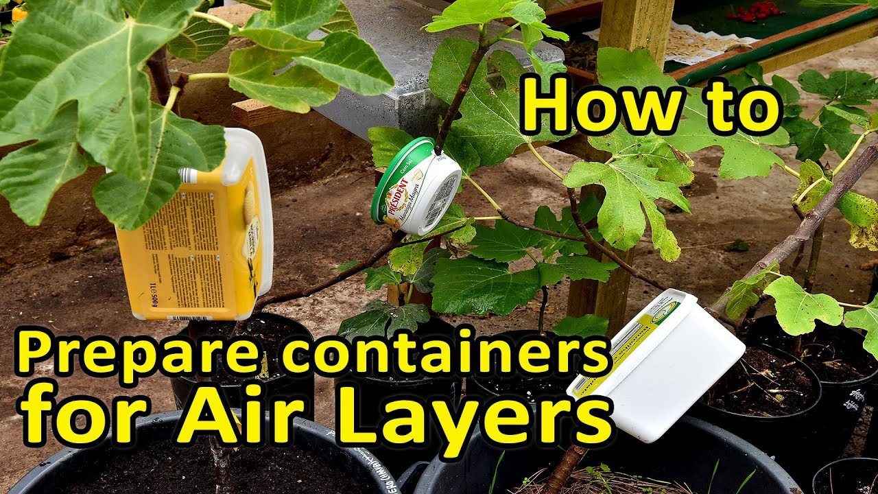 Air Layering made easy - Preparing containers - YouTube