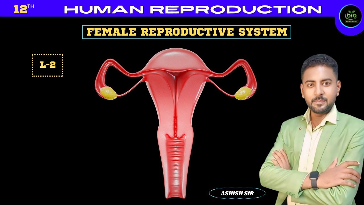 L-2 || Female Reproductive System || Human Reproduction || N.C.E.R.T ...
