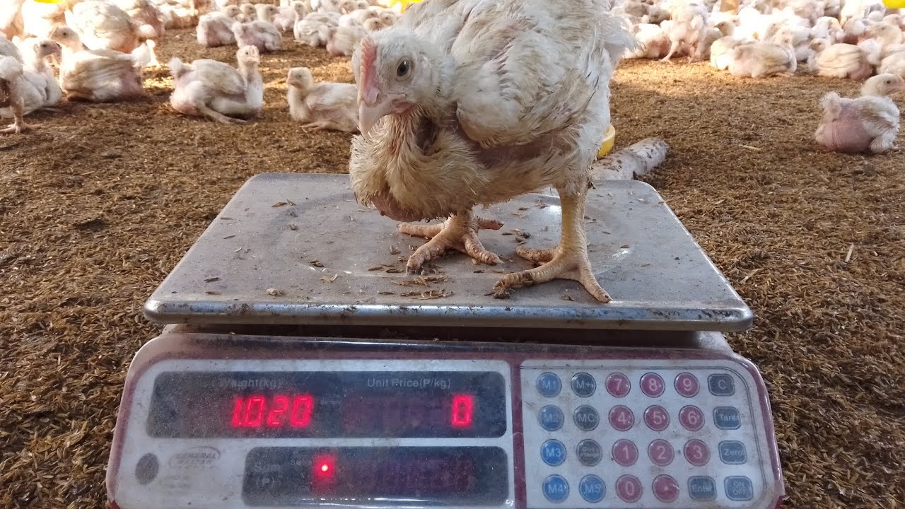 good condition and activity broiler chicken in backyard poultry | day ...