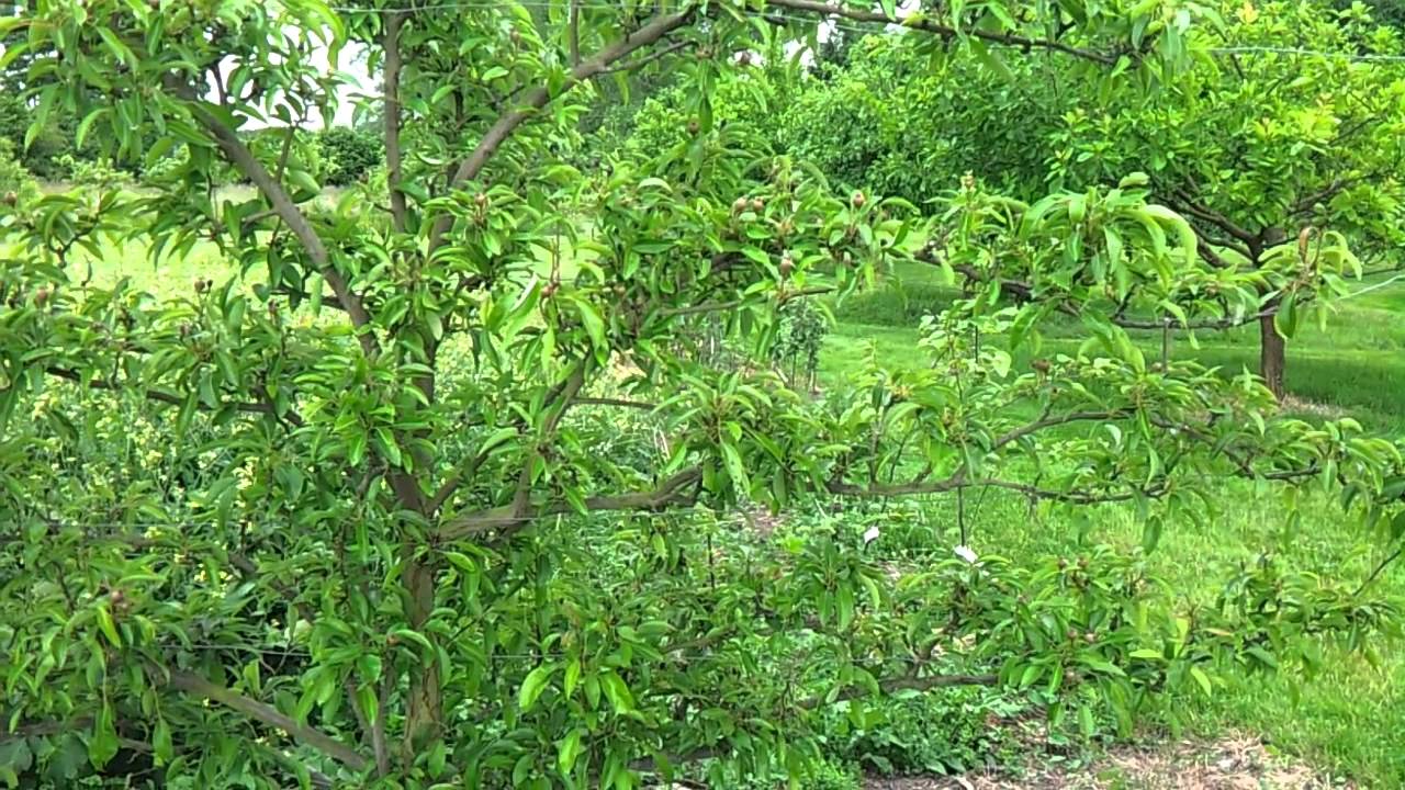 Pear midge on our espalier pears - YouTube