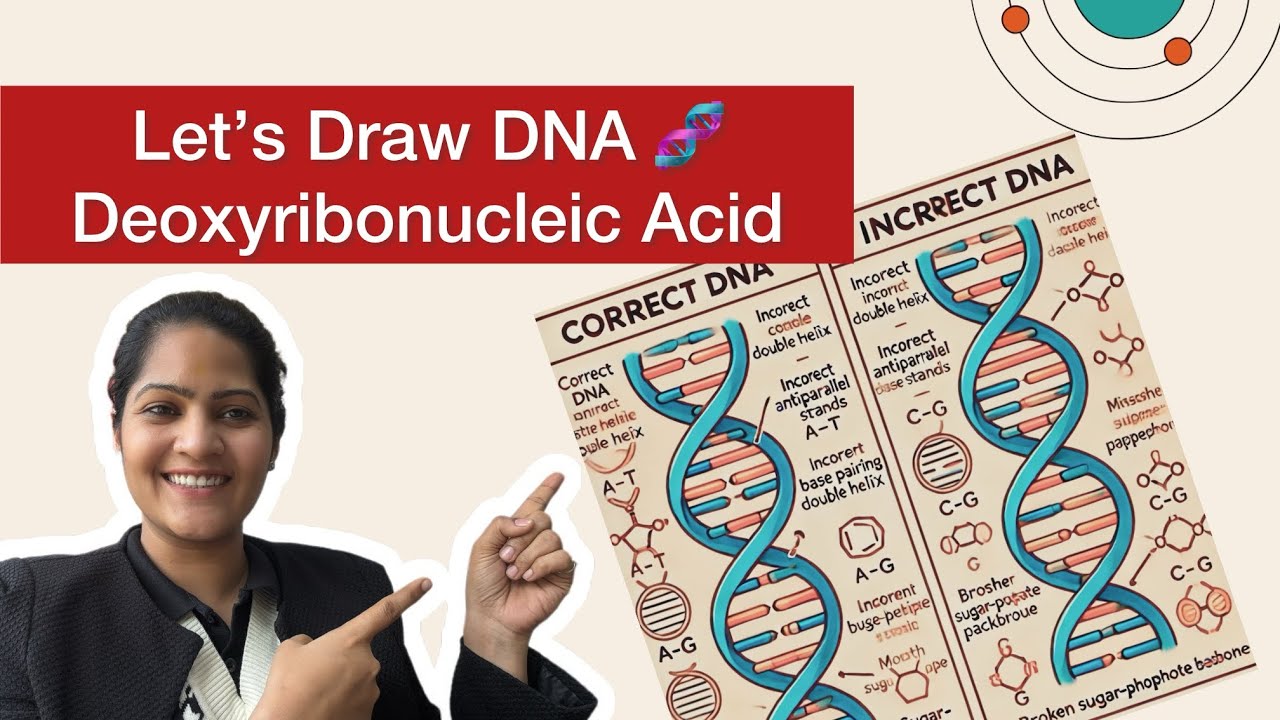 How to Draw DNA the Right Way! #molecularstructure - YouTube