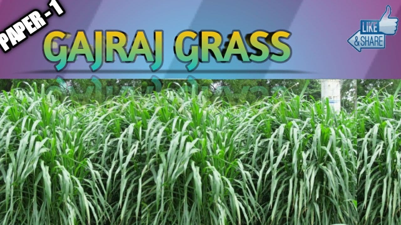 (C.S - 1 UNIT - 5) GAJRAJ GRASS | FODDER CROP - YouTube