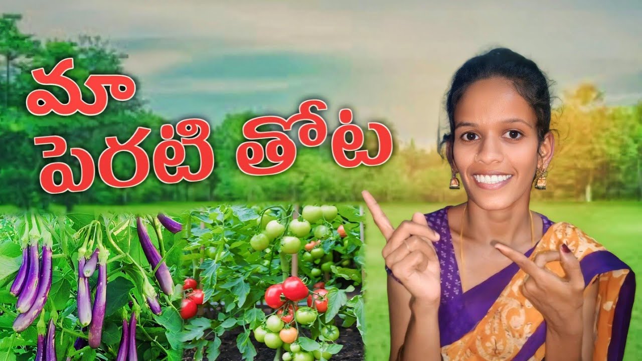 మా పెరటి తోట || ma perati thota || my garden || #dailyvlog #vlog # ...