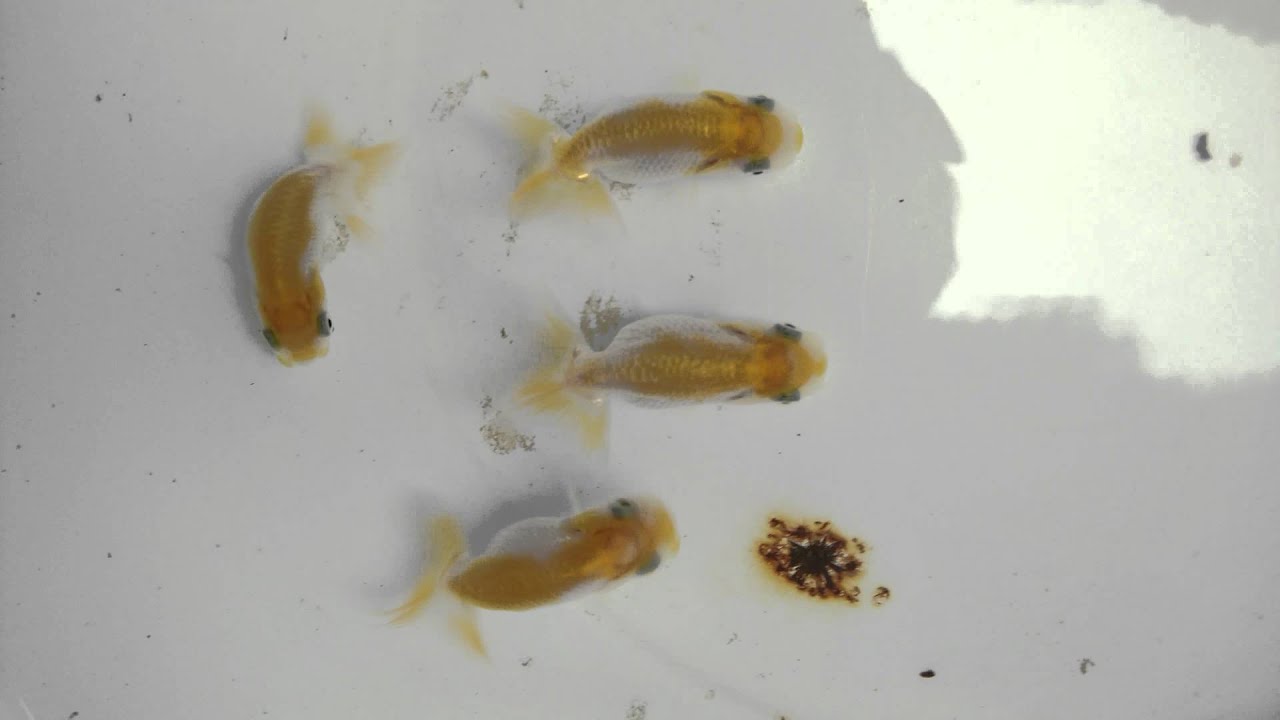 Baby ranchu by niceranchu03 - YouTube