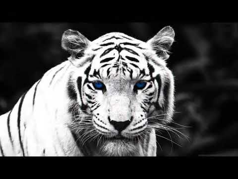 Beyaz panter edit