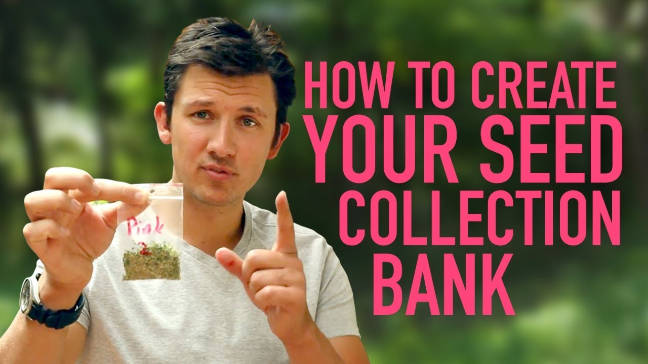How to create your seed bank collection! - YouTube