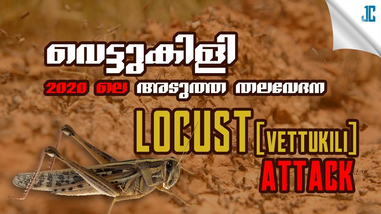 Vettukili attack malayalam | Locust Attack In India | പാക് അതിര്‍ത്തി ...
