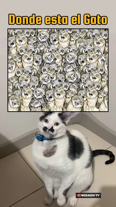Donde esta el Gato 🥵| Test Visual ⚧️ - YouTube