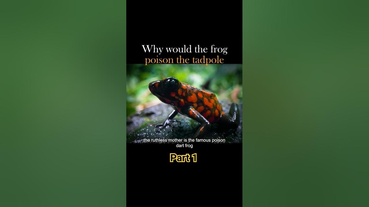 Froggy Family Feud: When Poison Dart Frogs Turn Toxic #frog #tadpole # ...