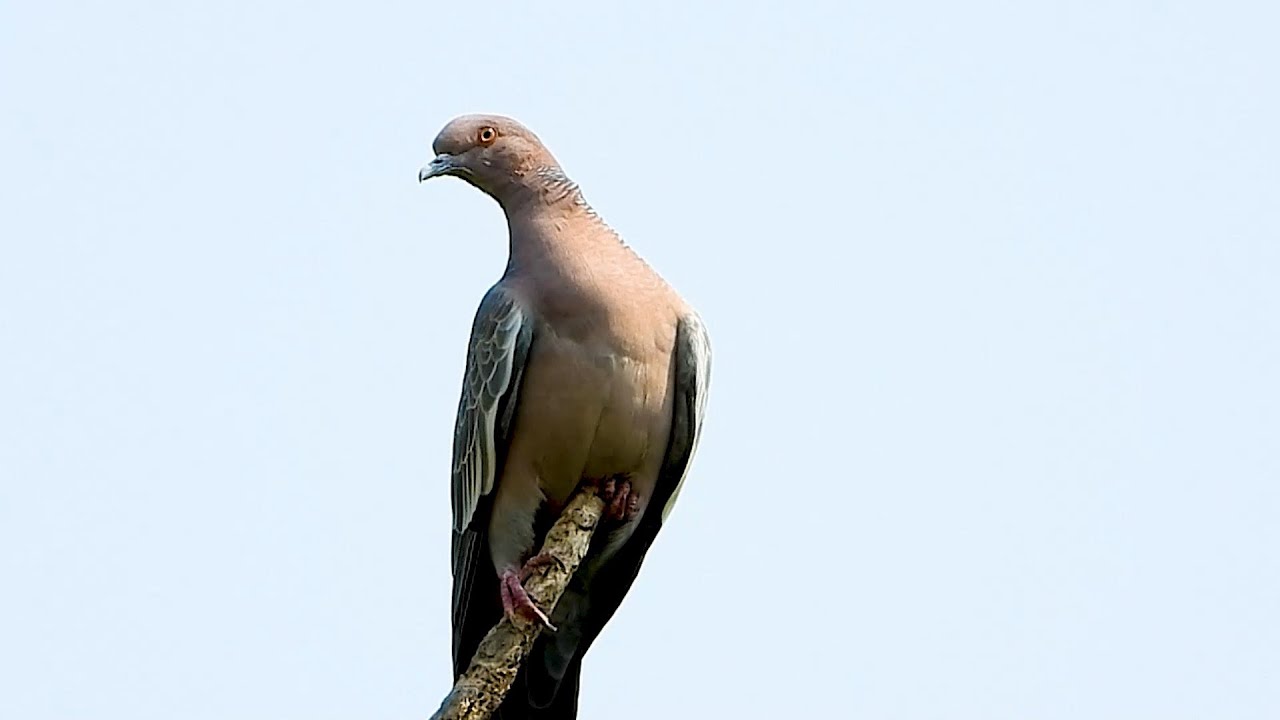 POMBA-ASA-BRANCA (PATAGIOENAS PICAZURO), PICAZURO PIGEON, POMBA-CARIJÓ ...