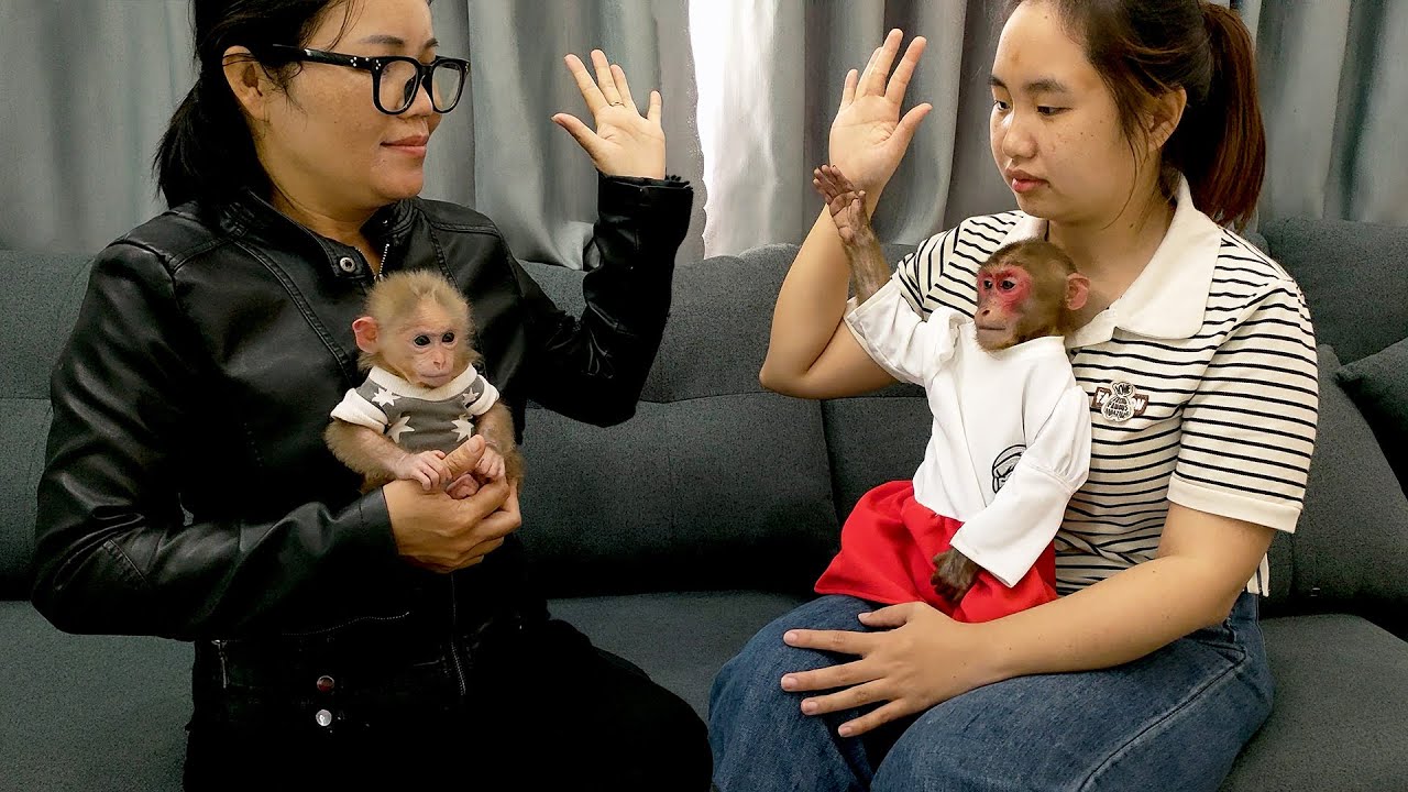 The emotional separation of monkey duo Kobi and ToTo 🐒💔 A story about ...