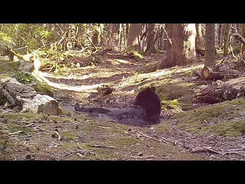 Black bear having great fun in a wallow - YouTube