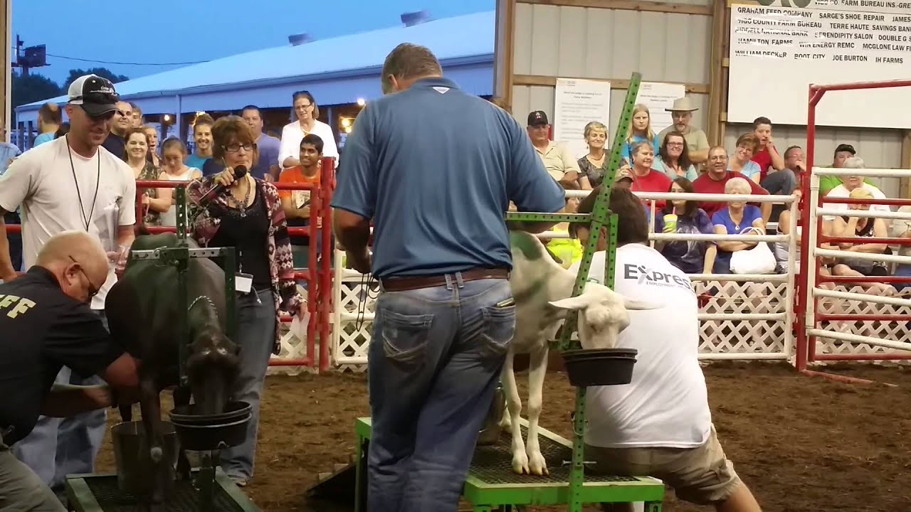 Man vs Goat : Goat Milking Challenge - YouTube