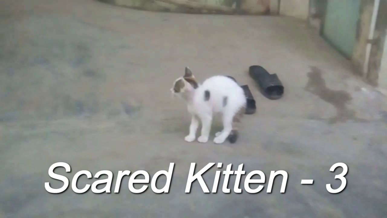 Scared Kitten - 3 - YouTube