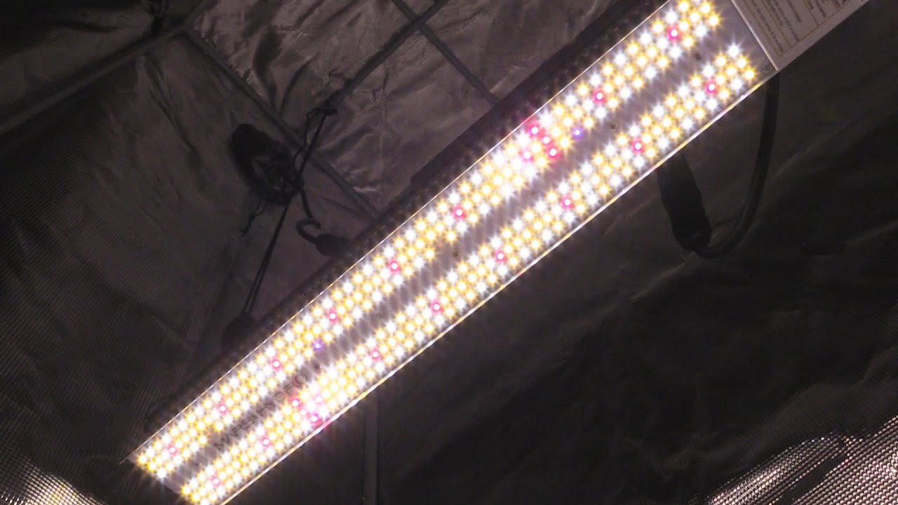 MARS HYDRO SP250 LED GROW LIGHT PAR TEST! - YouTube