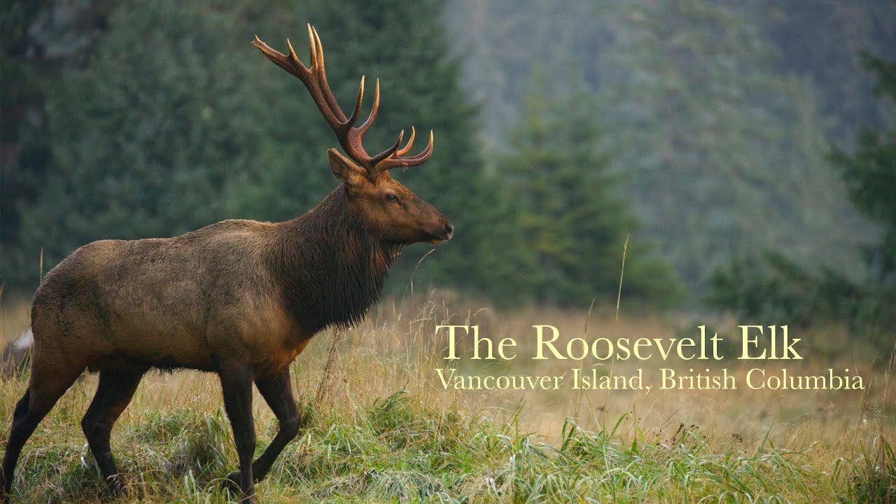 The Roosevelt Elk on Vancouver Island, British Columbia - YouTube
