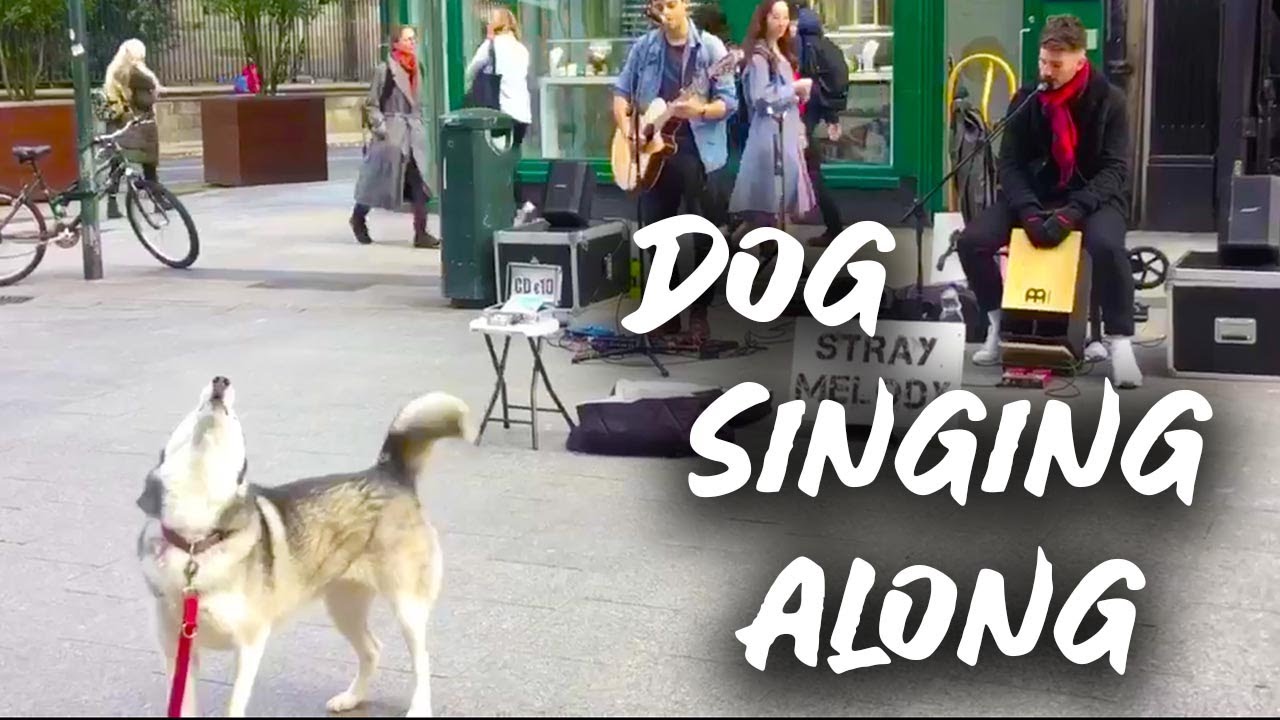 Super cute husky dog tries to sing along with band on the street - YouTube