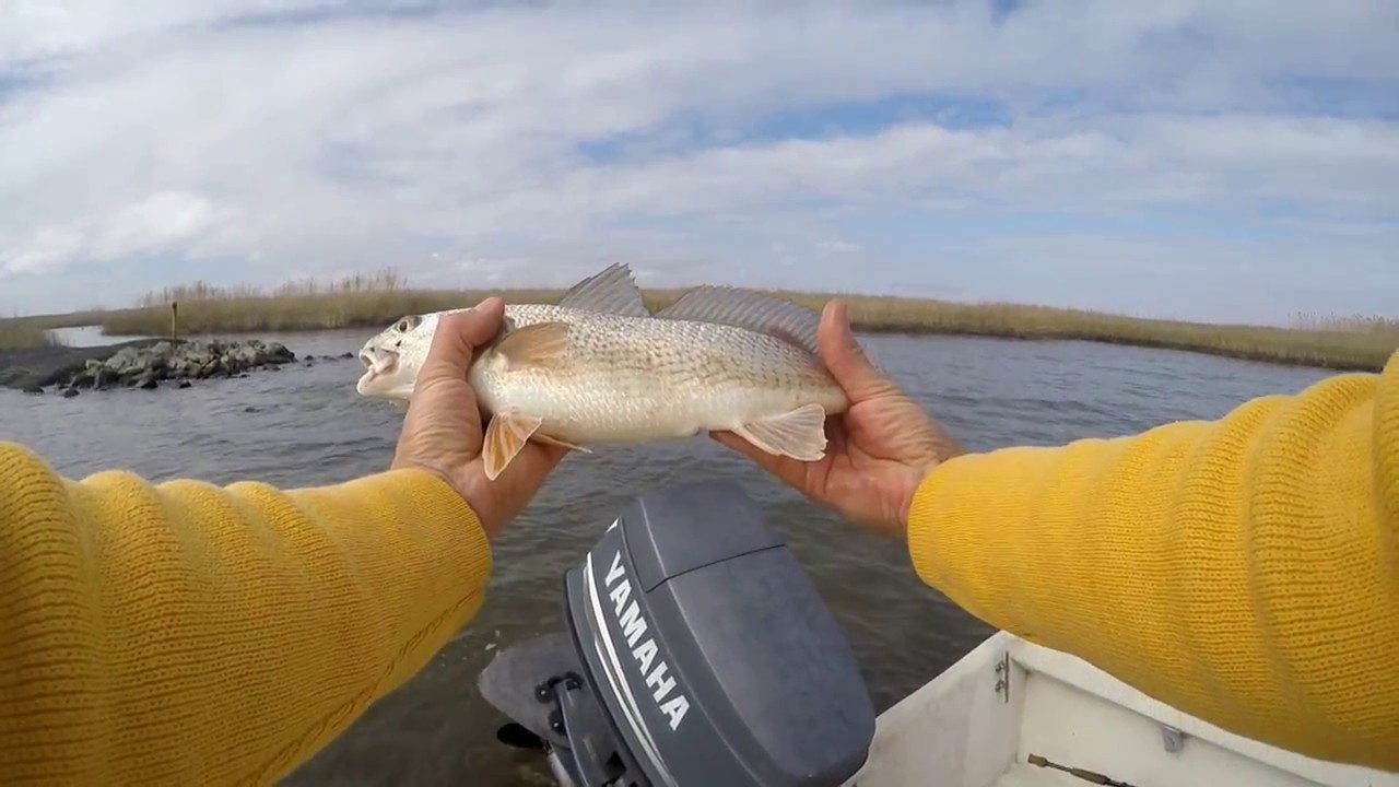 Found a Rats Nest!! Fishing with Jeff at Bayou Bienvenue, Louisiana ...