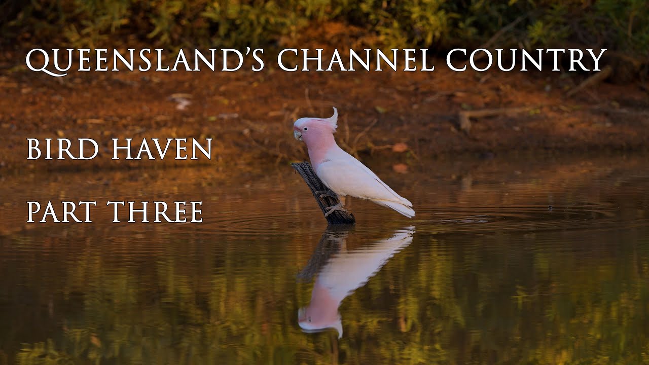 Queensland's Channel Country. Bird Haven. New Free Documentary now ...