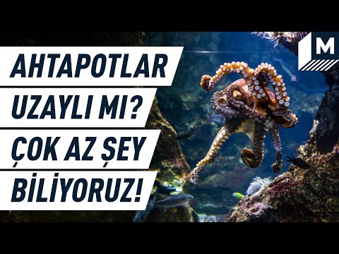 Bulmaca bile çözebilen ahtapotlar dünyayı nasıl algılıyorlar? | Mashable Türkiye