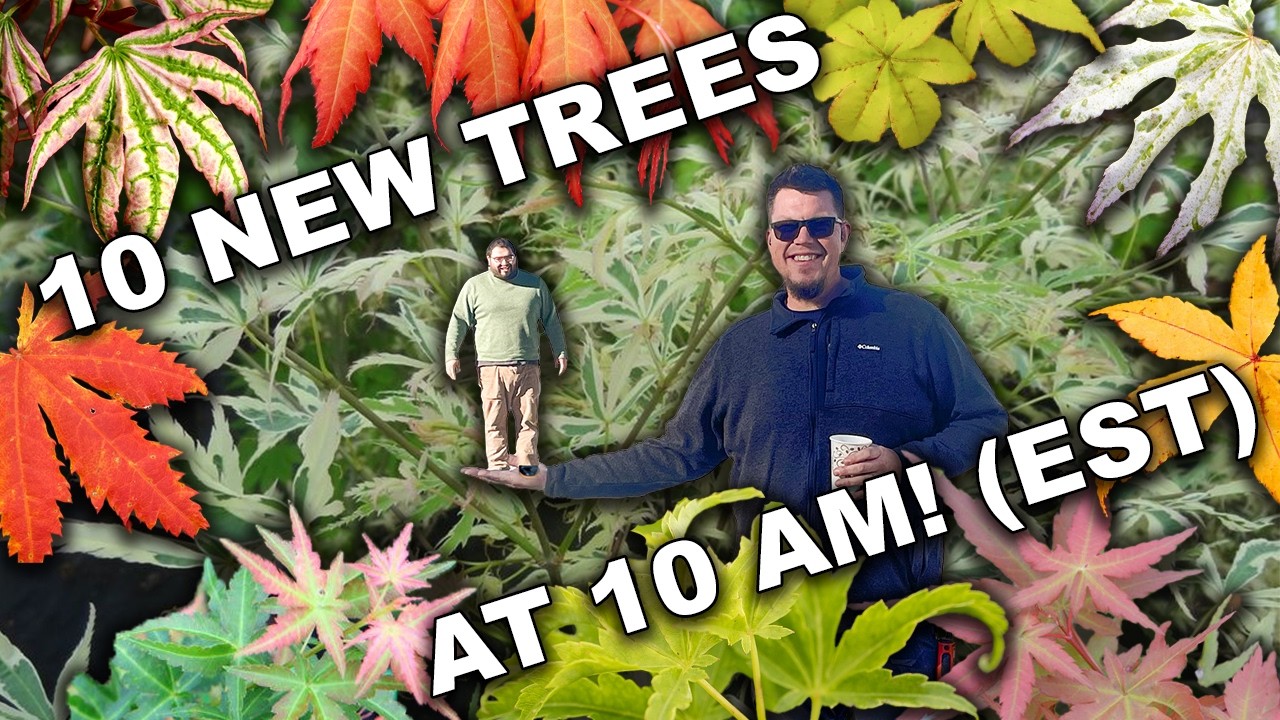 We've Never Seen More Showstoppers In A 10@10! Japanese Maples For Sale ...