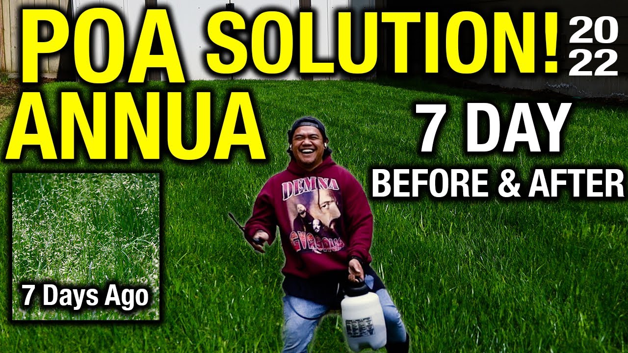 Finally a POA Annua Solution! 7 days before and after results! Watch ...