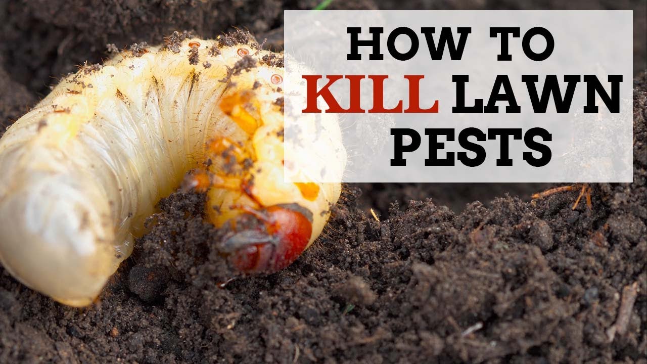 How to Kill Lawn GRUBS and other PESTS // Cool Season Lawn Guide - YouTube