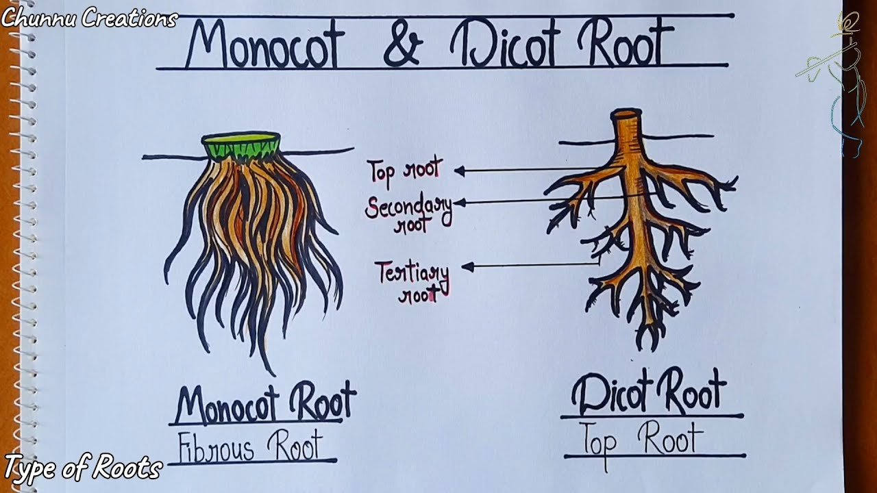 Types of roots drawing | Different types of roots drawing | types of ...