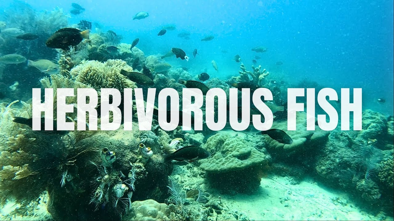 Herbivorous fish feeding time - YouTube